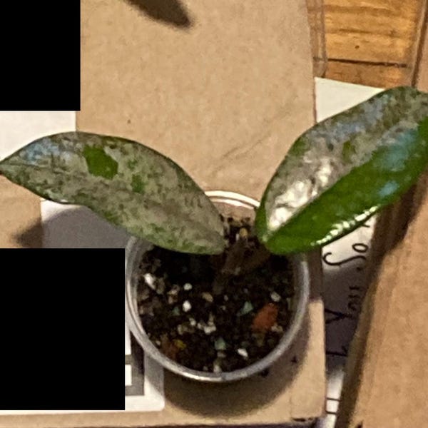 Hoya Mathilde Super Splash - Etsy