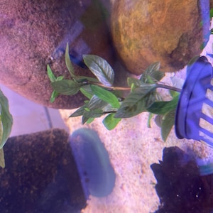 Hygrophila Salcifolia hygro. Blue BUY3GET1FREE Live - Etsy