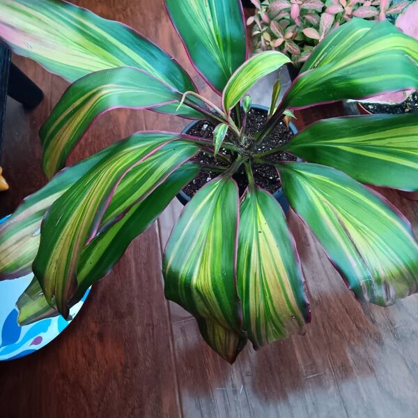 Mexican Feather Grass - Delicate, Wispy Ornamental Grass - 8 Inch ...