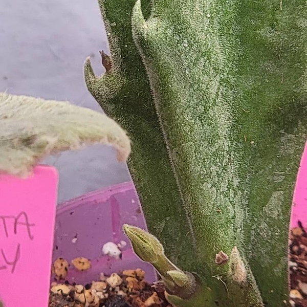 Hildewintera Colademononis Monkey Tail Cactus Seeds Super Furry Hybrid ...