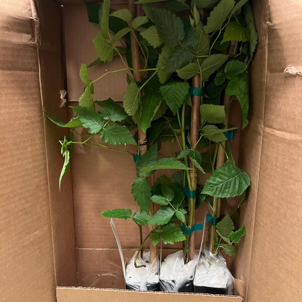 Cascade Harvest Red Raspberry- Very Large Firm Berries, Very Good ...