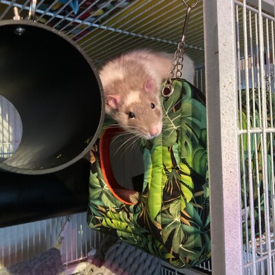 The Cosy Coffin Luxury Halloween Coffin in 3 Sizes, Hanging Cube ...