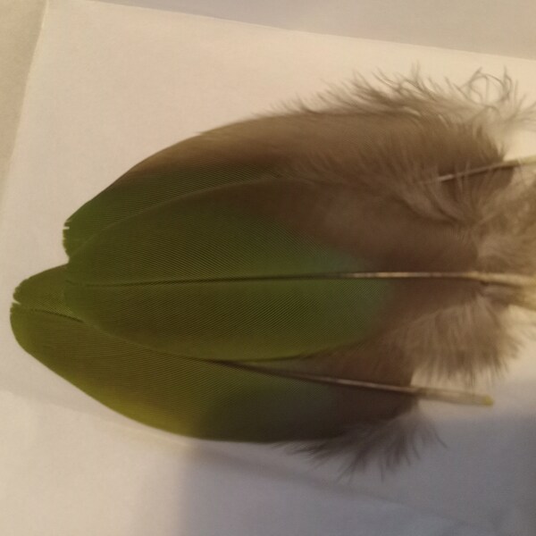 2 Matched Pairs Macaw Wing Feathers, Large Blue Parrot Feathers ...