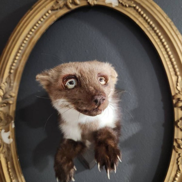 Two-headed Demon Wallaby. Taxidermy White Kangaroo. Oryginal Animal Art ...