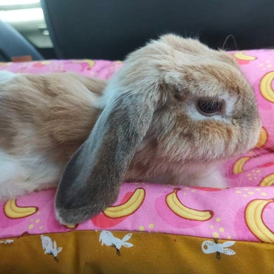 Digital Download Plans for Luxury Bunny Cubby Free Roam Rabbit Cat Home ...