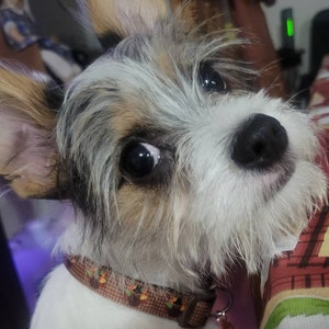 Seashell Dog Collar and optional Leash Set Girl Dog Collar | Etsy