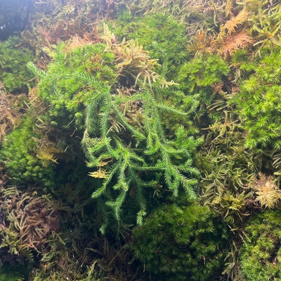 10 Barnacles, Planter Without Plants Shell, Natural Coral, Sea Shell ...