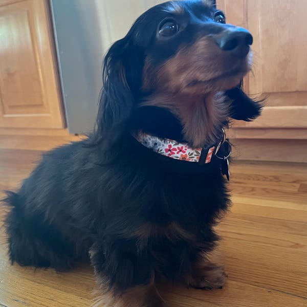 Dog Bandana Holder, Pet Bandana Organizer, Dog Clothing Organizer, Dog ...