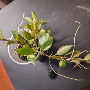 Teruno Pothos Venus Epipremnum Aureum 'venus' Terunoworld - Etsy