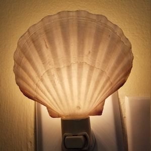 Bahamian Queen Conch Shell Light I Pink Conch Shell Night | Etsy