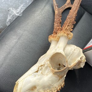 Fallow Deer Skull From Central Europe Fallow Deer dama - Etsy