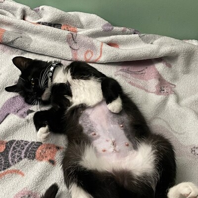 Gator Cat Collar Happy Alligators on Pink Breakaway Safety B96D30 - Etsy