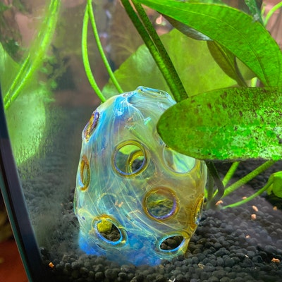 Swiss Dome Fish Tank Functional Art - Etsy