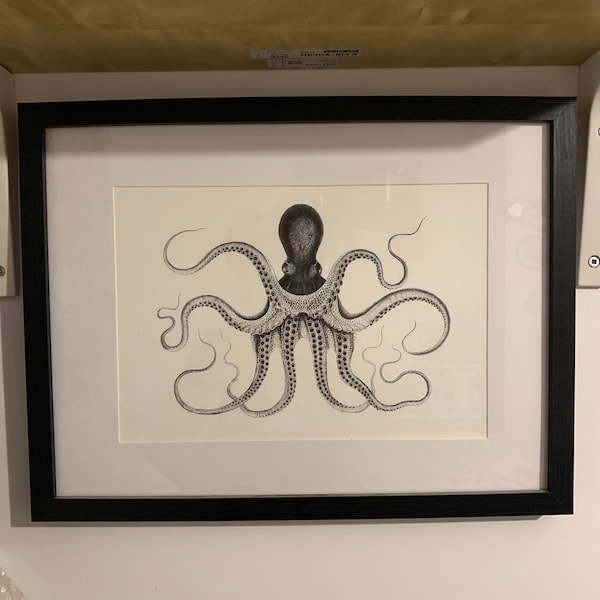 Octopus Print, Home Decor, Office Art, 8x10 / 8x8 Square / 5x7 Print ...
