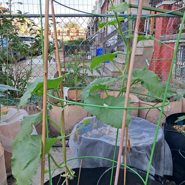 Squash Calabacita Mexican Grey Squash Grey Squash Grey Zucchini Summer ...