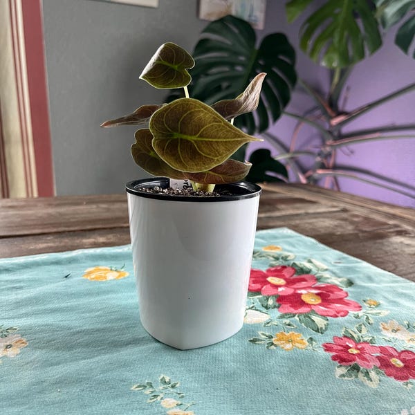 Chester Fern Starter Plant (ALL STARTER PLANTS Require You to Purchase ...