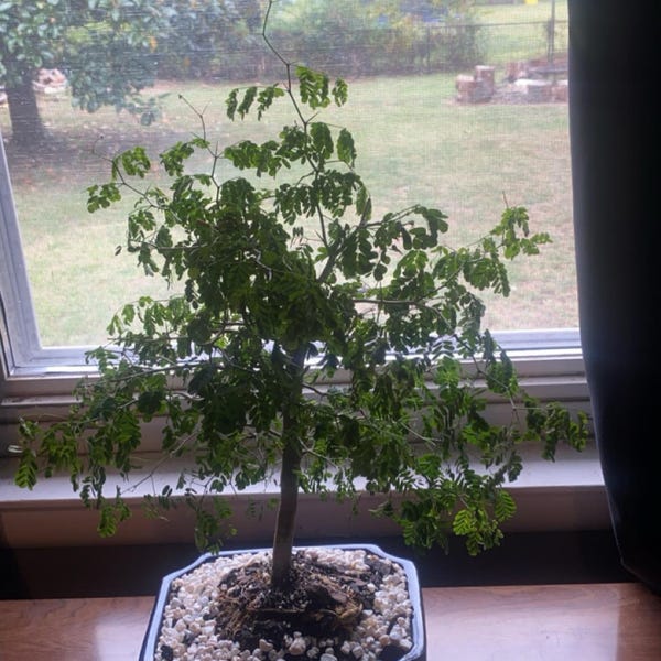 Dwarf Mini Weeping Cherry Bonsai Tree That Flowers 3x a Year and Fruits ...