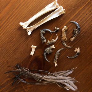 Real Horse Skeleton Named Terry. Complete. 25 Years Old Huge - Etsy