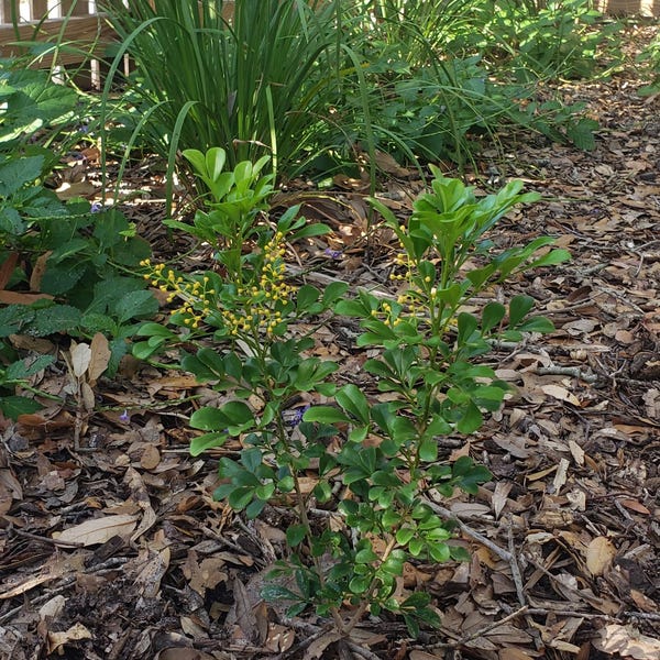 Chinese Perfume Tree, Chinese Rice Flower, in 4" or 6" Pot Aglaia ...