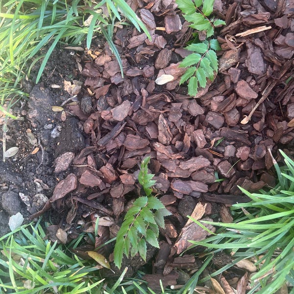 Cedar Smoke Cleansing Wands Wildcrafted Smudge Bundles Housewarming ...