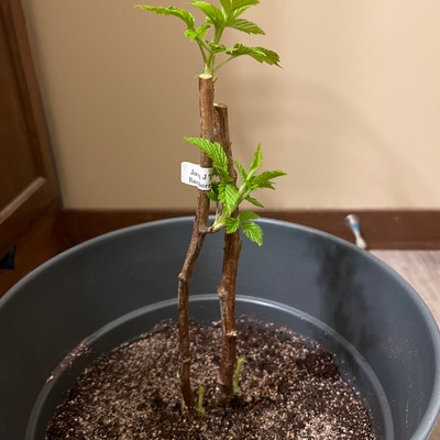 2 Raspberry Plants Joan J Completely Thornless, Everbearing, High ...