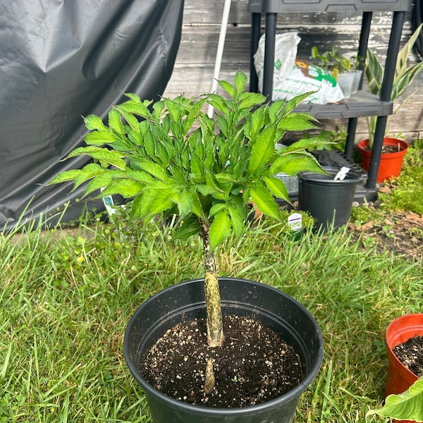 AMORPHOPHALLUS KONJAC Twenty Five (25) Bulbils - Voodoo Lily Bulb - Etsy