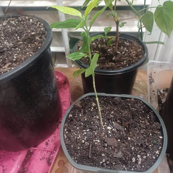 Boysenberry Plants Live Rooted Starter Plants (sweet Fruit) - Etsy