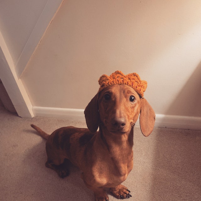 SnazzySausageDog - Etsy UK