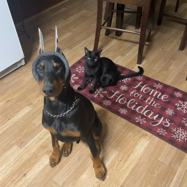 Doberman Ear Posting Brace - Etsy