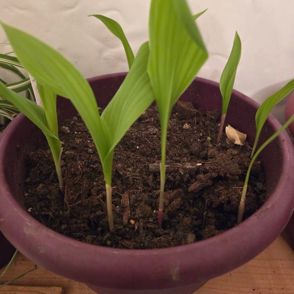 BURNING BUSH euonymus Alatus Shrub 10 Hardwood Cuttings for Propagation ...