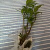 30 SEEDS Bitter Melon Momordica Charantia Bitter Gourd Melon Cundeamor ...