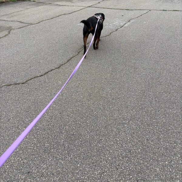 Biothane Tab or Bringsel - Pick Your Color - 1/2 Wide Heavy Weight, 8 ...