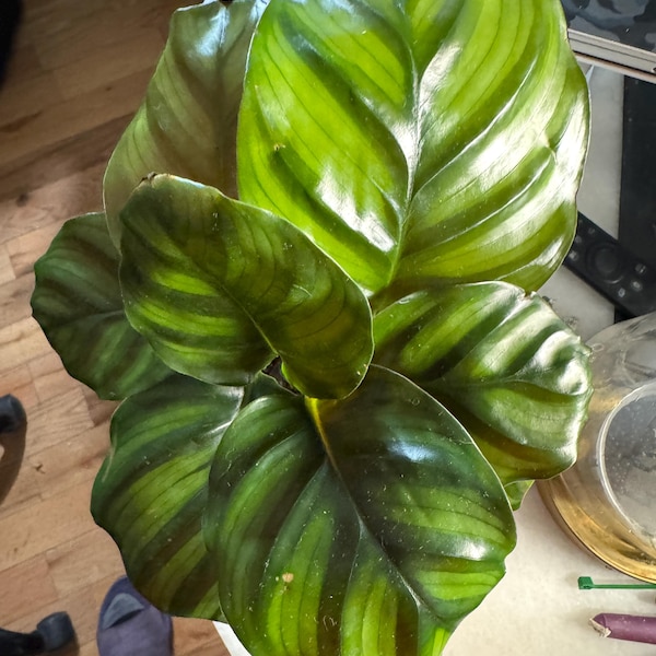 4 Monstera Peru Pot Karstenianum Plant Big Foliage Leaves Fully Rooted ...