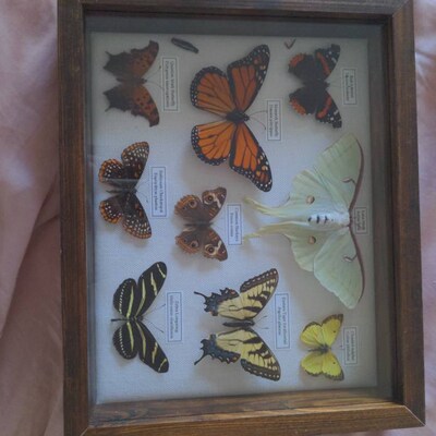 MUTATED Luna Moth Shadow Box Female Actias Luna With Eyespot Mutation ...