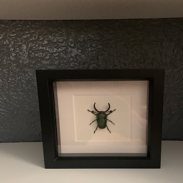 Real Framed Beetle Insect Display Archival Quality - Etsy