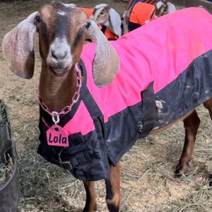 Goat Collar ID Tags - Etsy