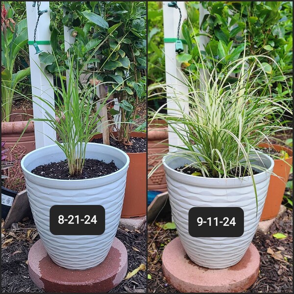 Ajuga Feathered Friends fierce Falcon Plant in 3 1/2 Pot Perennial ...