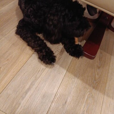 4 BULLY Bites Extended Bully Bites Pieces Thick & Thin Mixed A Bit ...