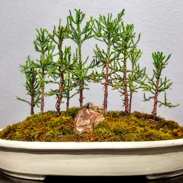 3 Giant Sequoia Trees - California Redwood - Potted - 8"-12" Tall ...
