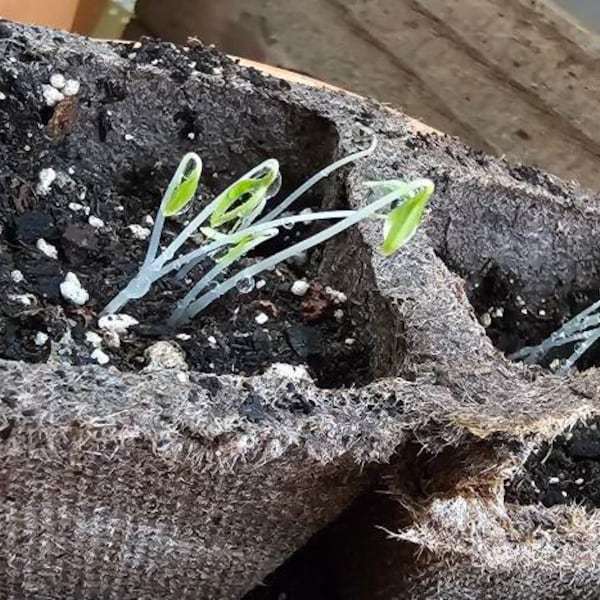 Bulk Best Find Lacy Phacelia Seeds PC011C - Etsy