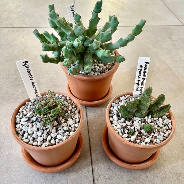 Rare Caudex Phyllobolus Resurgens, Old Stem - Etsy