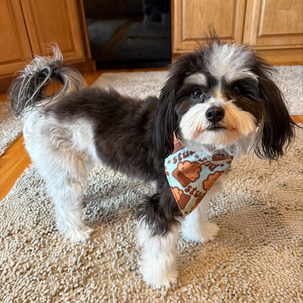 St Patricks Day Dog Bandana Clover Dog Bandana Green Dog Shamrock ...