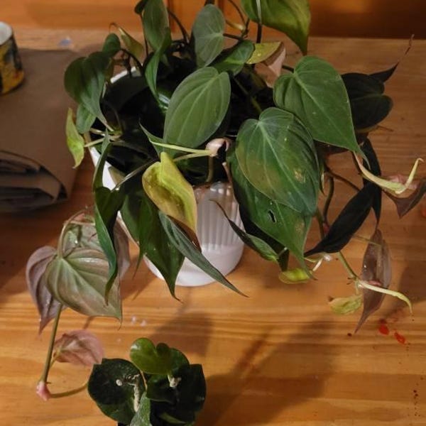 Mican Philodendron | Velvet Leaf Philo | Indoor & Outdoor Live Tropical ...