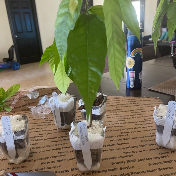 Theobroma Cacao Cocoa Chocolate Fruit Tree Potted Plant Trinitario RED ...