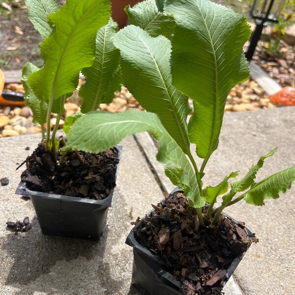 3 Musa ‘poquito’ Banana Tree/ Banana Tree in 4 Inch Cups (one Plant per ...