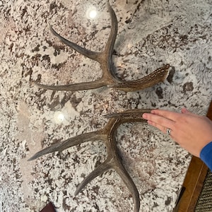 Set 14 Beautiful Fresh 3X3 Matched Set Whitetail Deer Shed Antlers ...
