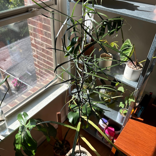 Brachychiton Rupestris Australian Bottle Tree. Queensland Bottle Tree ...