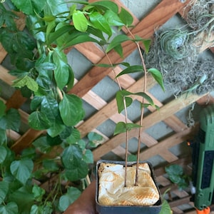 Rollinia Deliciosa Biriba Potted PLANT Tropical Tree - Etsy