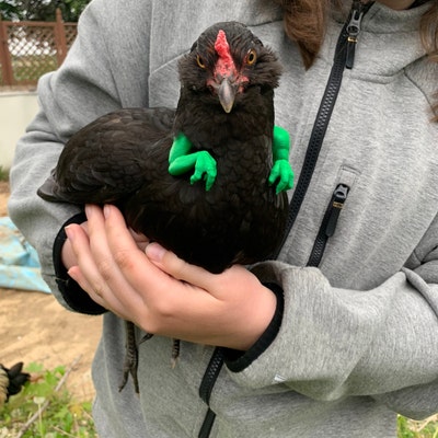 3D Printed Chicken Arms Velociraptor T-rex Dinosaur Arms - Etsy