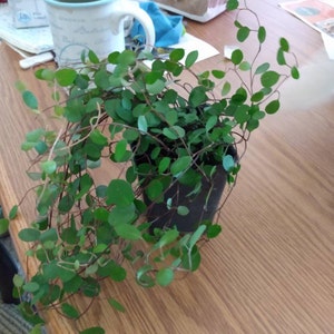 Variegated Scented Geranium Topiary 6 Pot Braids and - Etsy